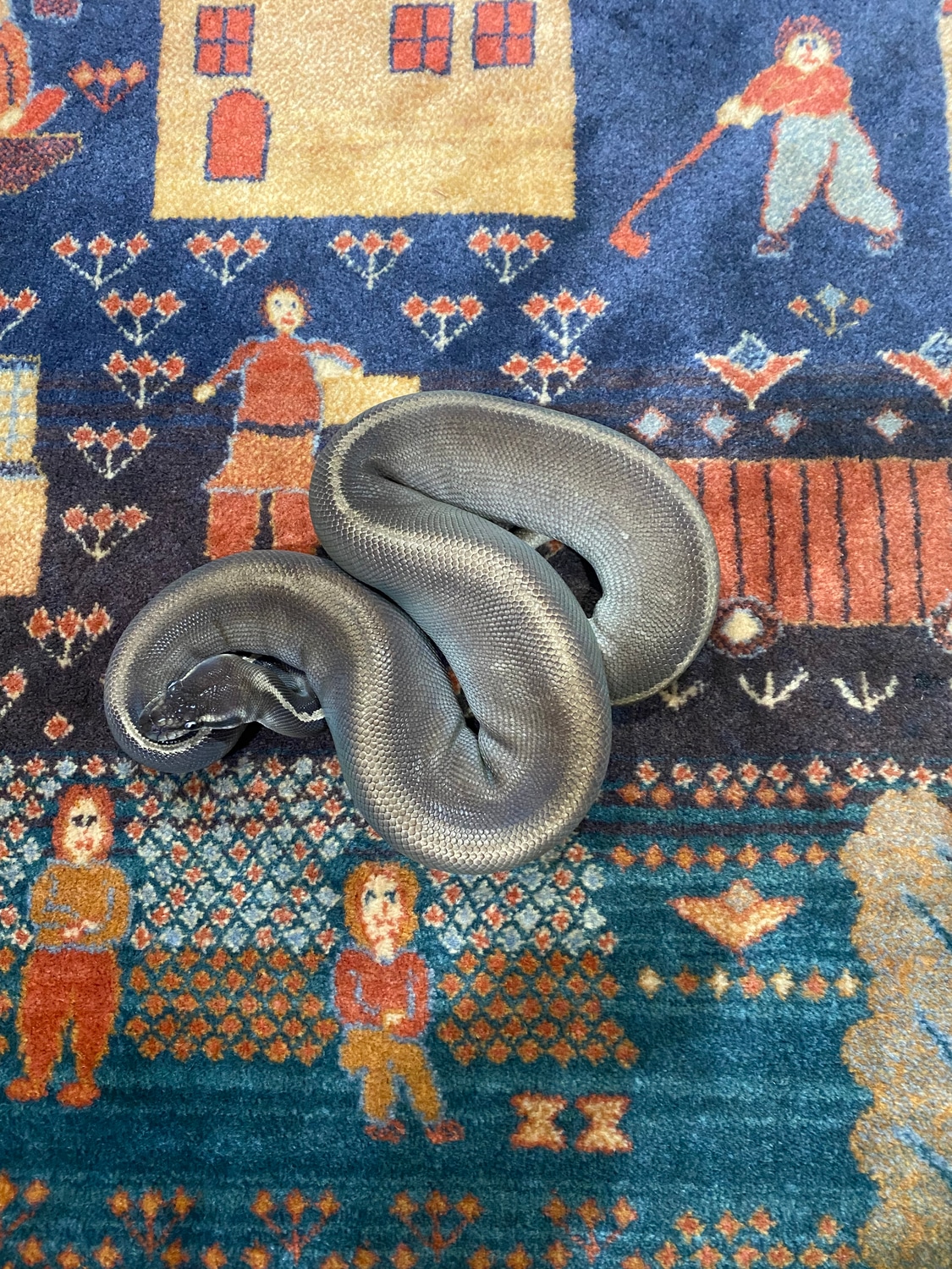 Super GHI, Blackhead, Mojave Pos Enchi Ball Python by Easy Day Morphs ...