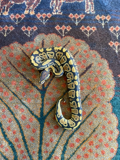 Free Shipping** Special Ball Python by Easy Day Morphs