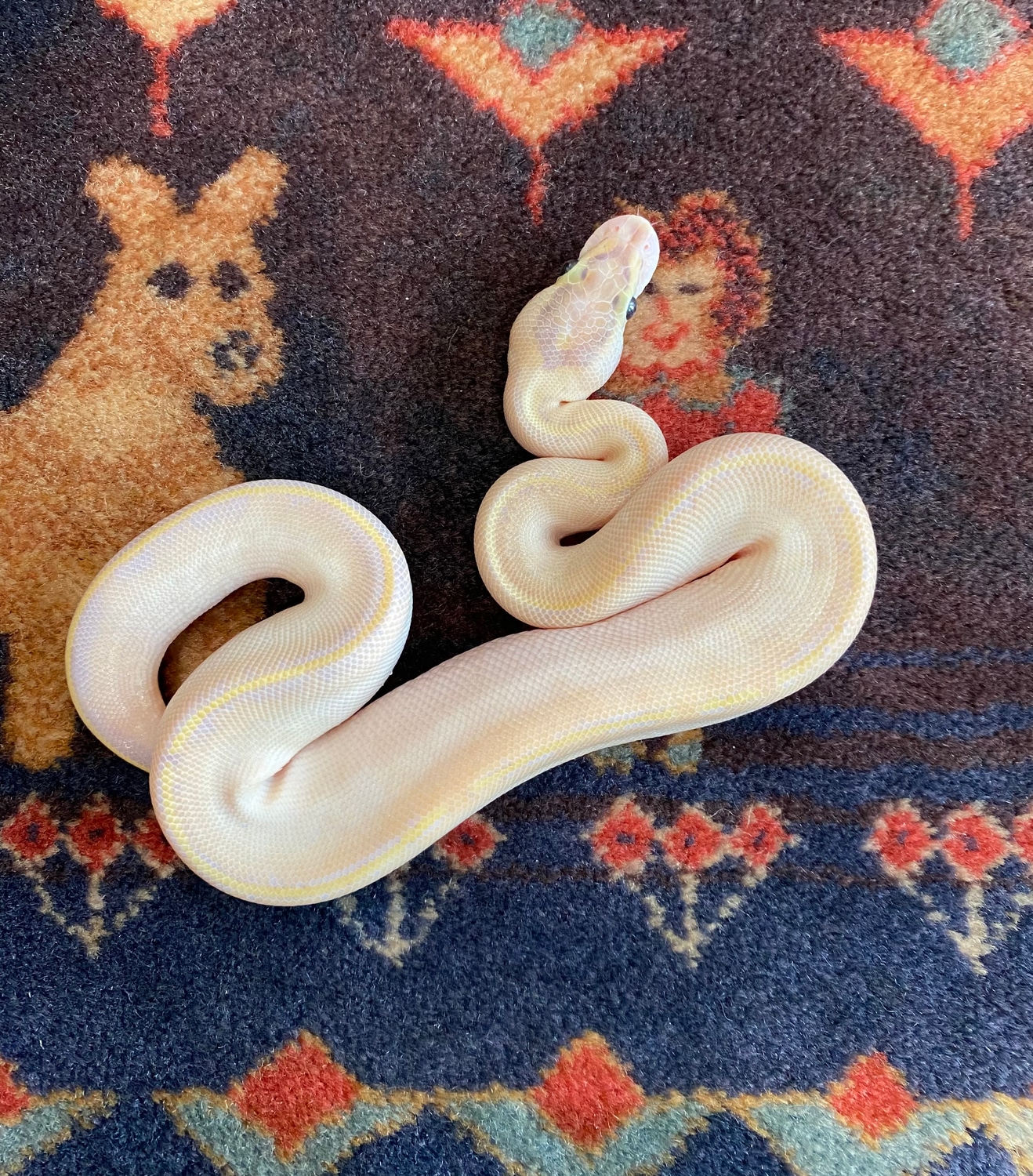 Ivory Or Highway 66% Het Pied Pos Cinnamon Ball Python by Easy Day ...