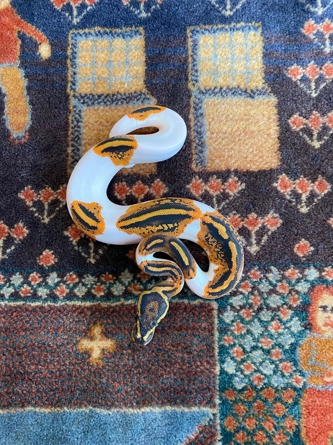 **Free Shipping** Piebald, Yellowbelly Or Gravel Ball Python by Easy ...