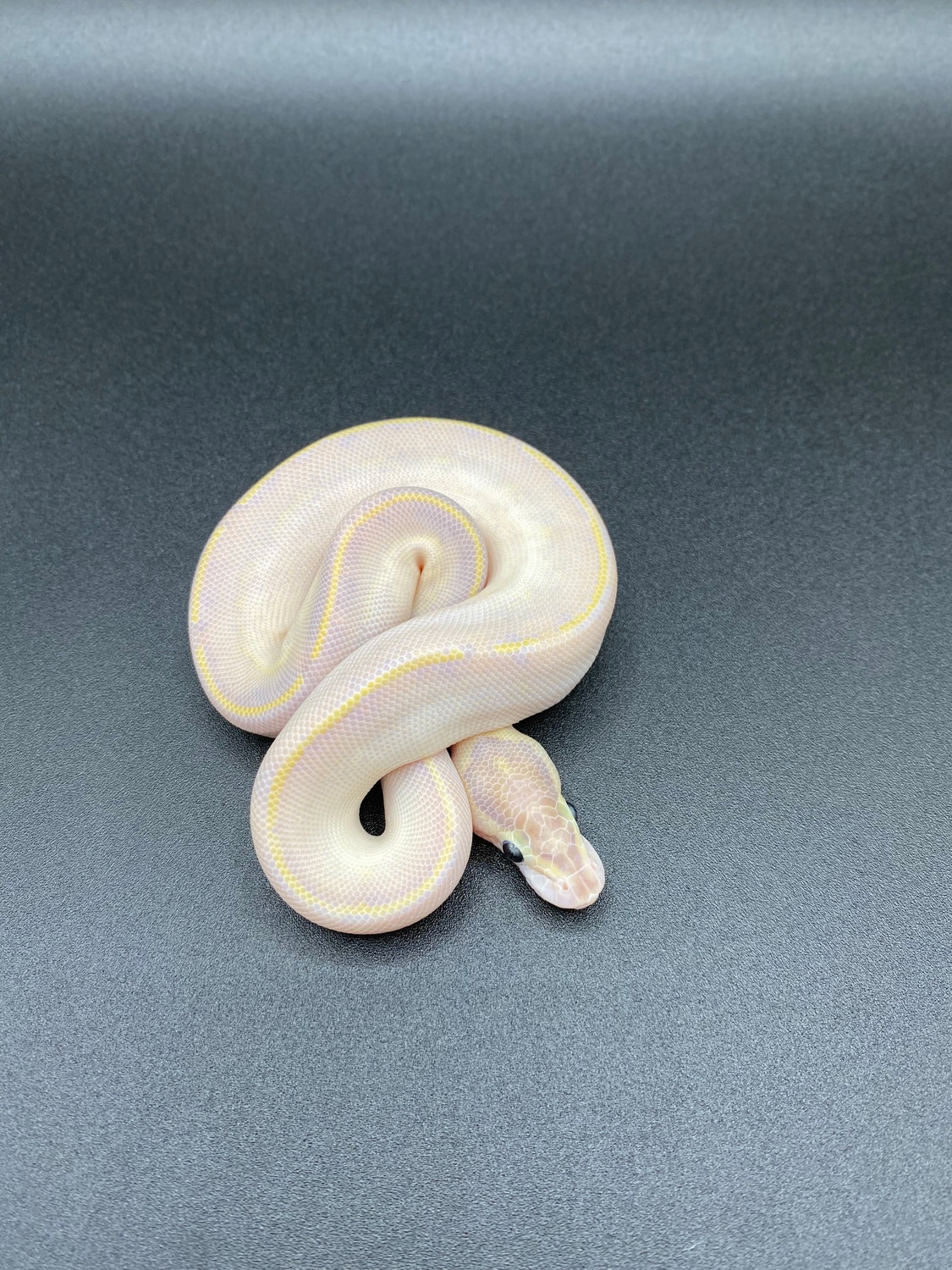 Ivory 50 Het Pied Ball Python by Easy Day Morphs - MorphMarket