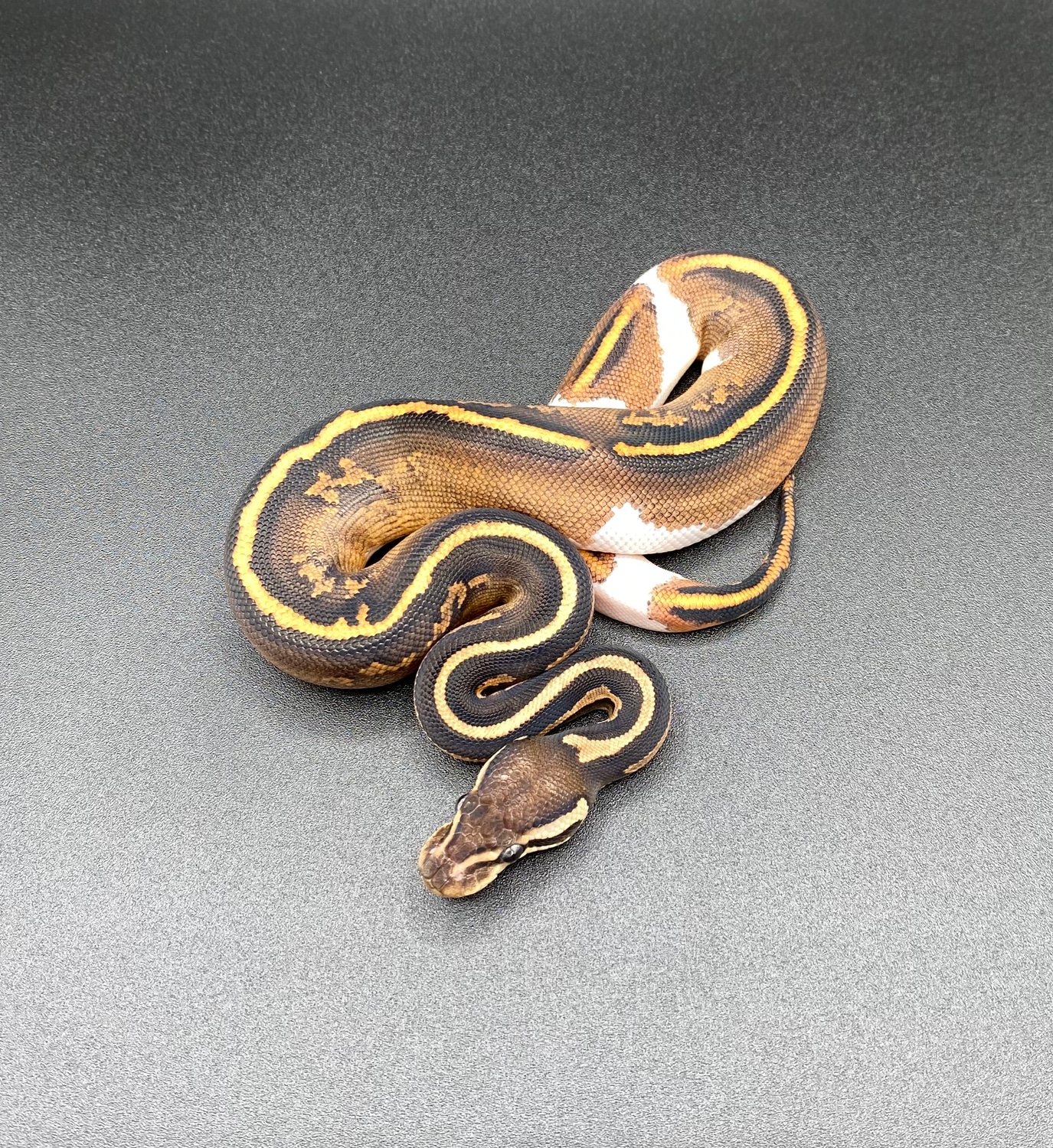 Ivory 50 Het Pied Ball Python by Easy Day Morphs - MorphMarket