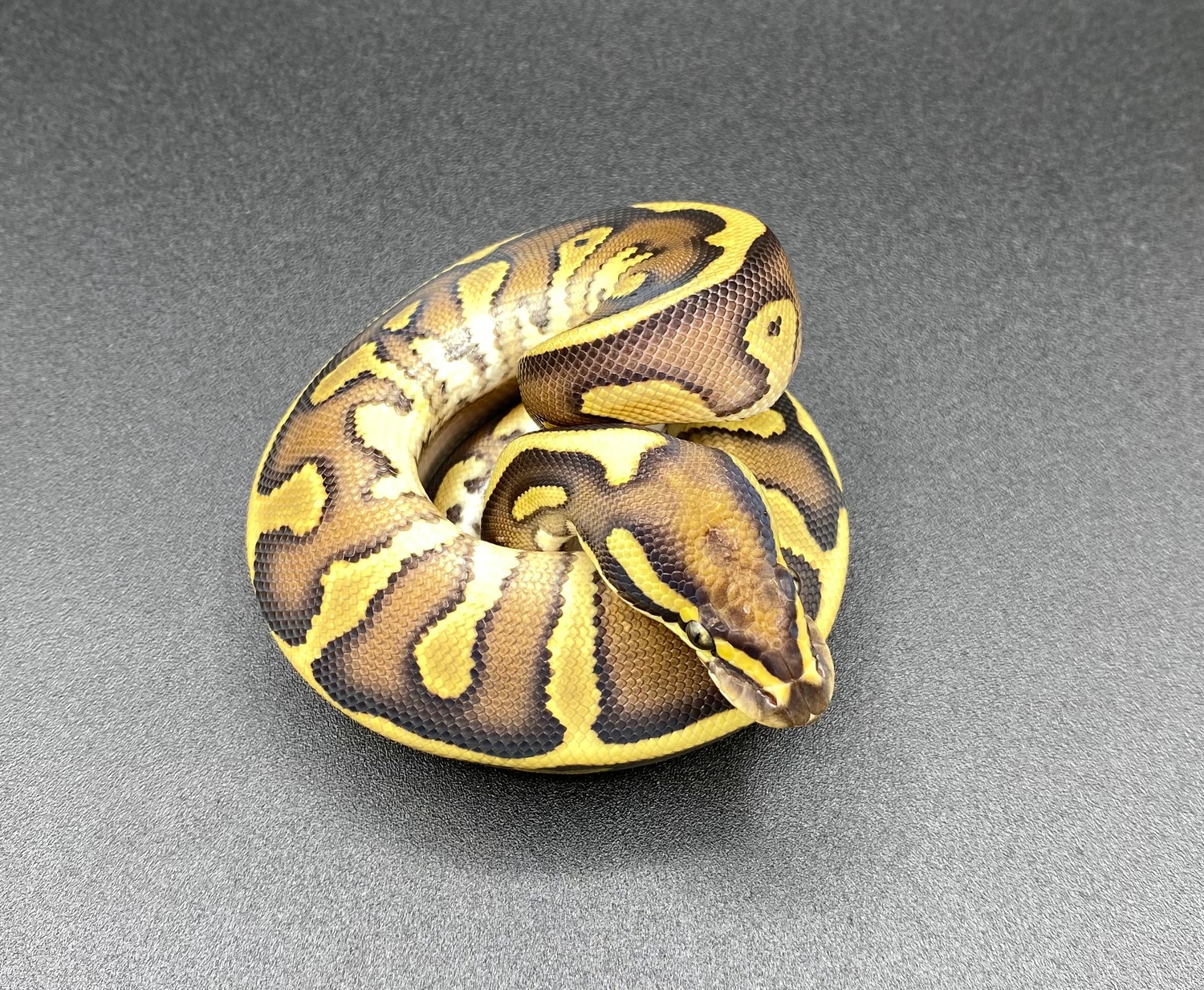 Butter, Leopard 66 Het Clown Ball Python by Easy Day Morphs - MorphMarket