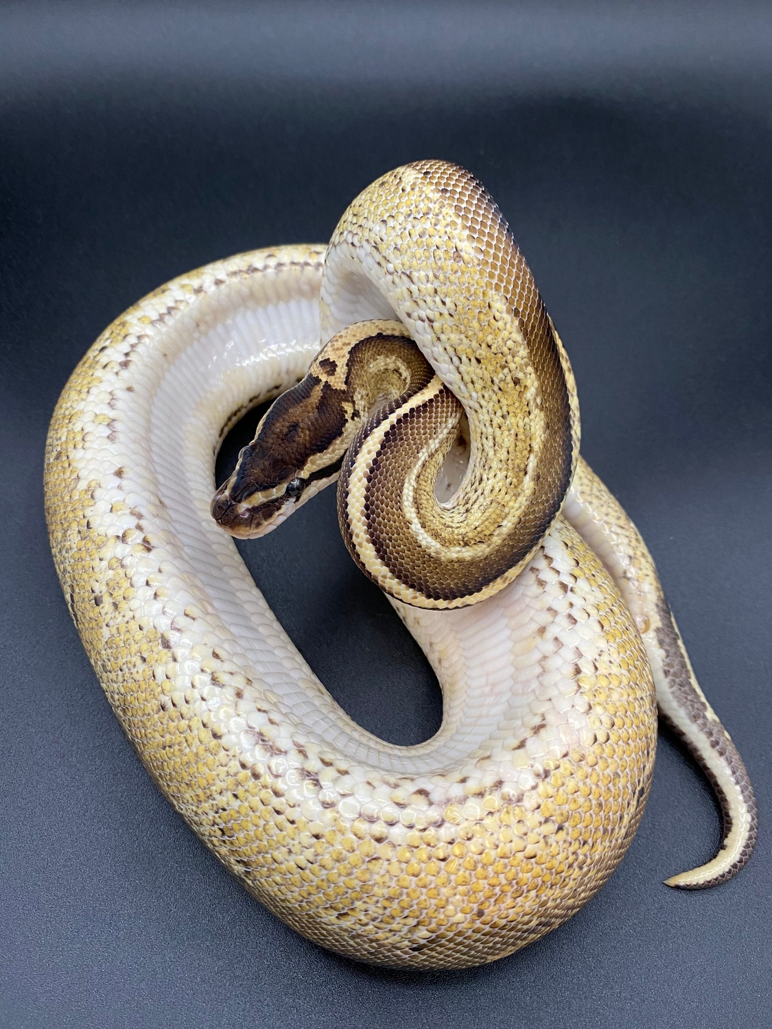 Blackhead, OD, Super Stripe Ball Python by Easy Day Morphs - MorphMarket