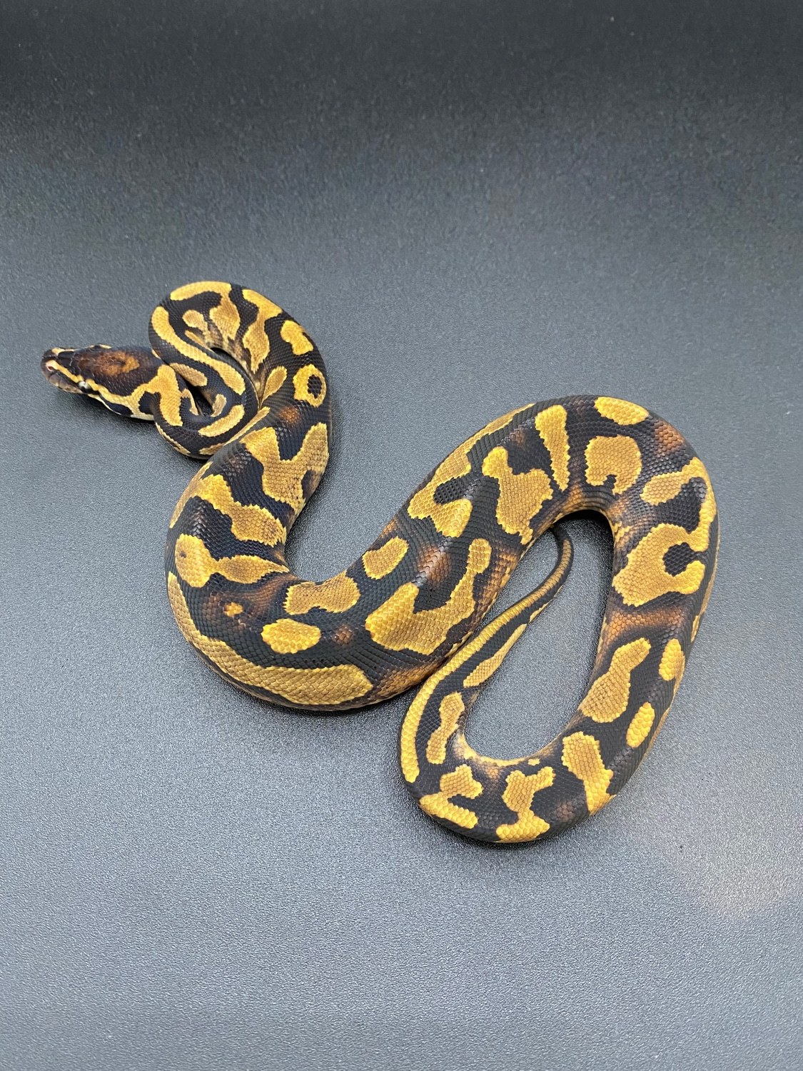 Piebald, Gravel/ Yellowbelly Ball Python by Easy Day Morphs - MorphMarket