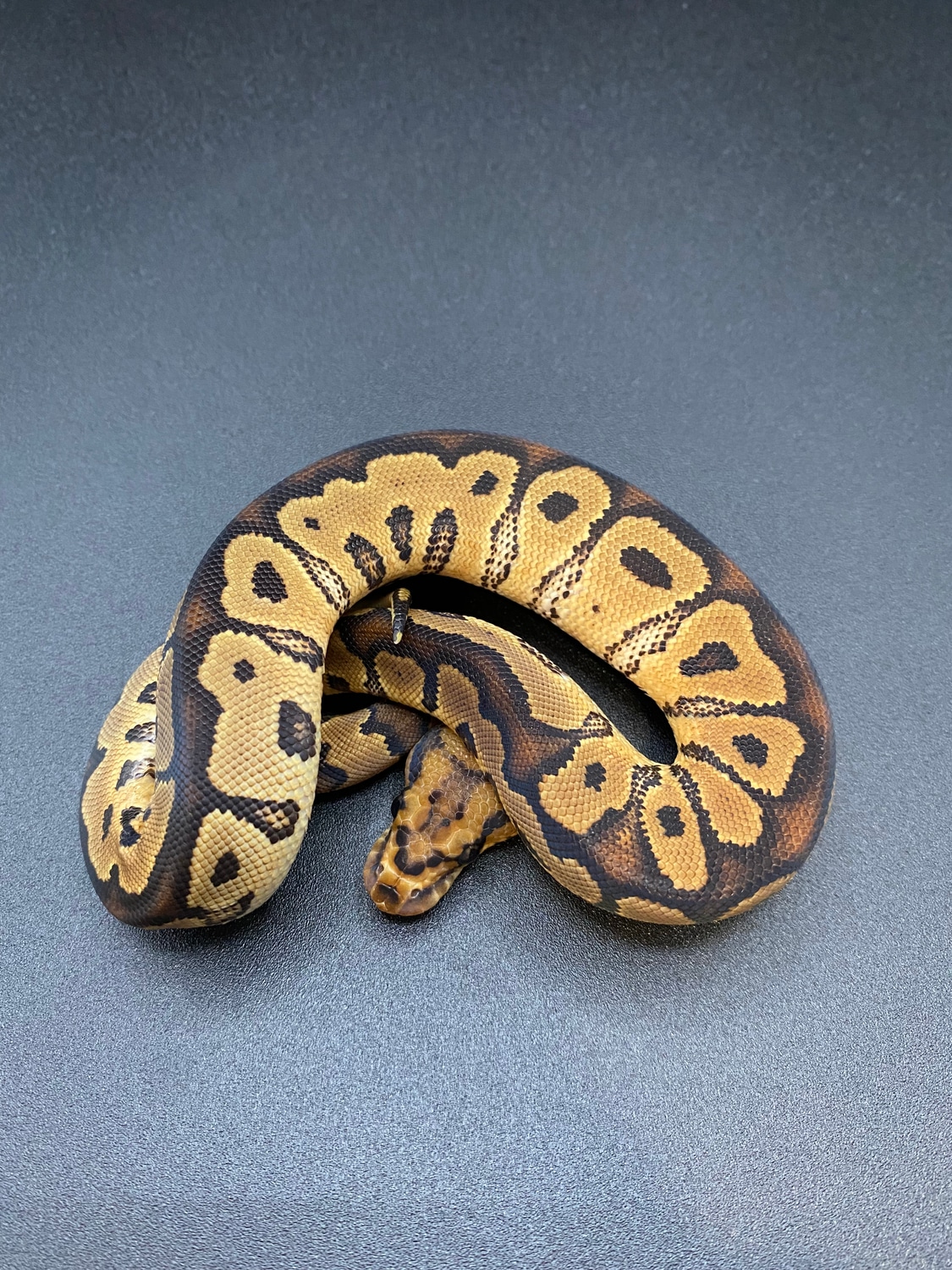 Clown Ball Python by Easy Day Morphs - MorphMarket