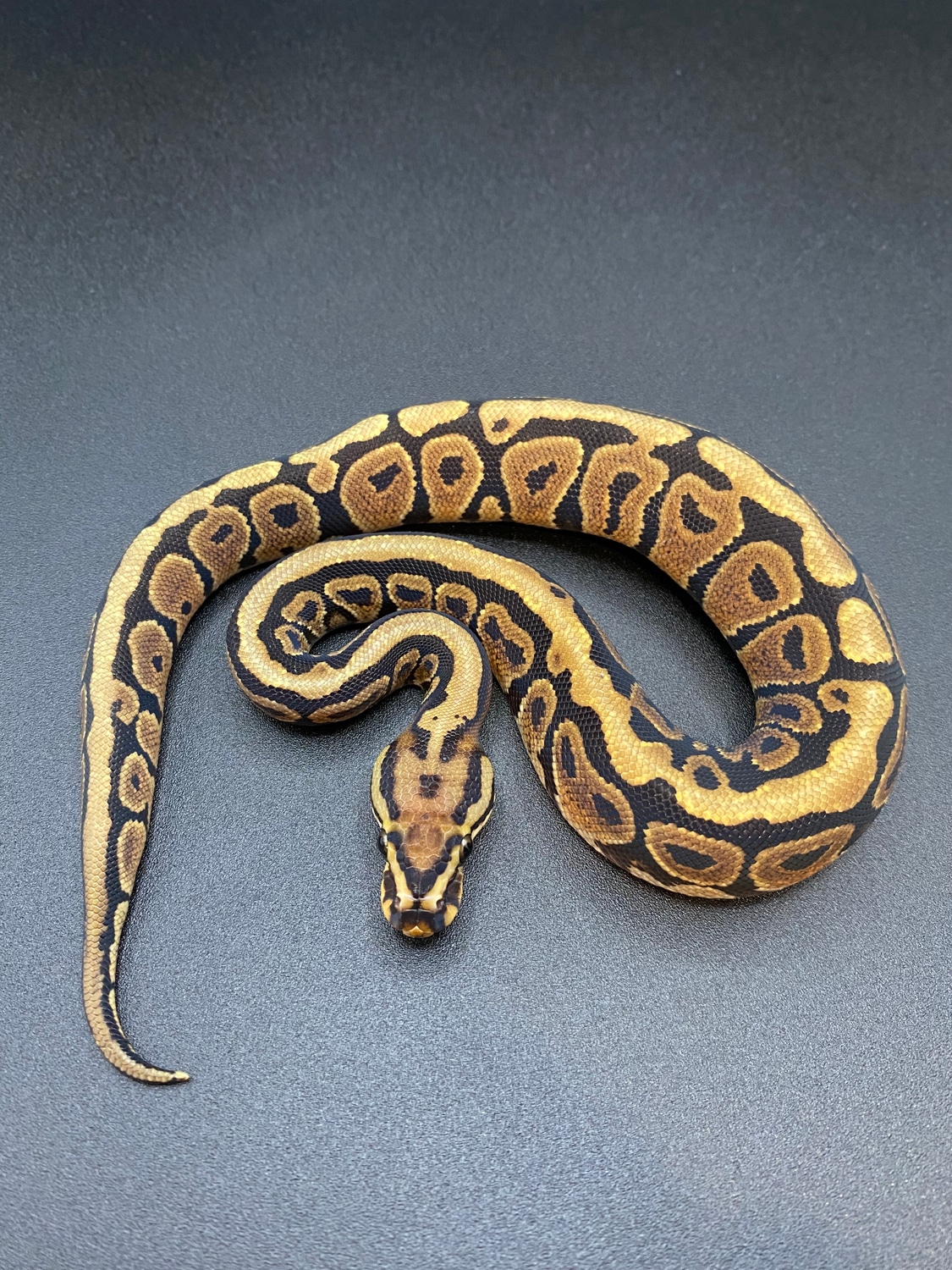 Spotnose 66 Het Clown Ball Python by Easy Day Morphs - MorphMarket