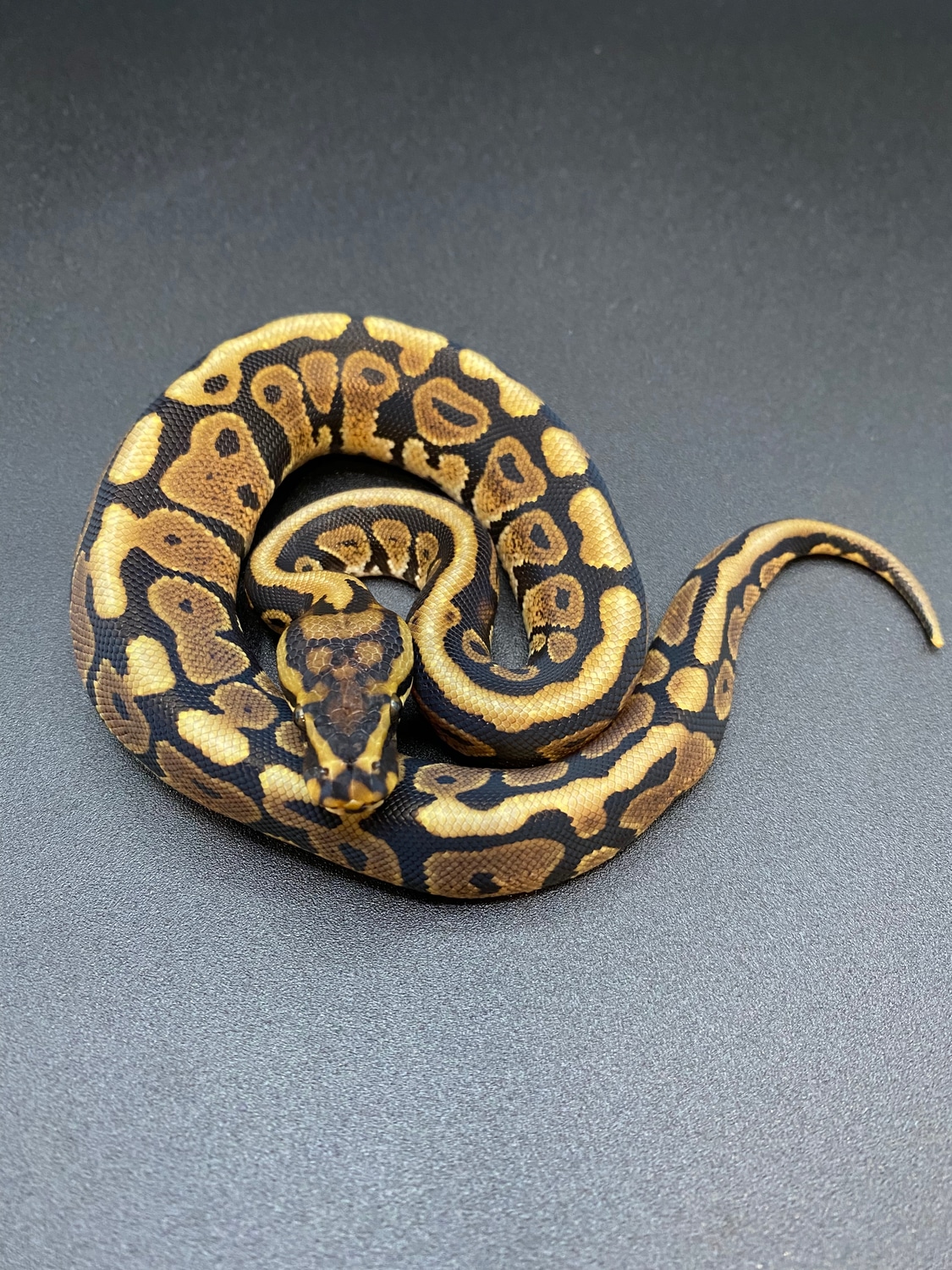 Spotnose 100 Het Clown Pos Het Pied Ball Python by Easy Day Morphs ...