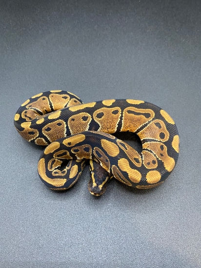 Normal Het Clown Pos Het Piebald Ball Python by Easy Day Morphs