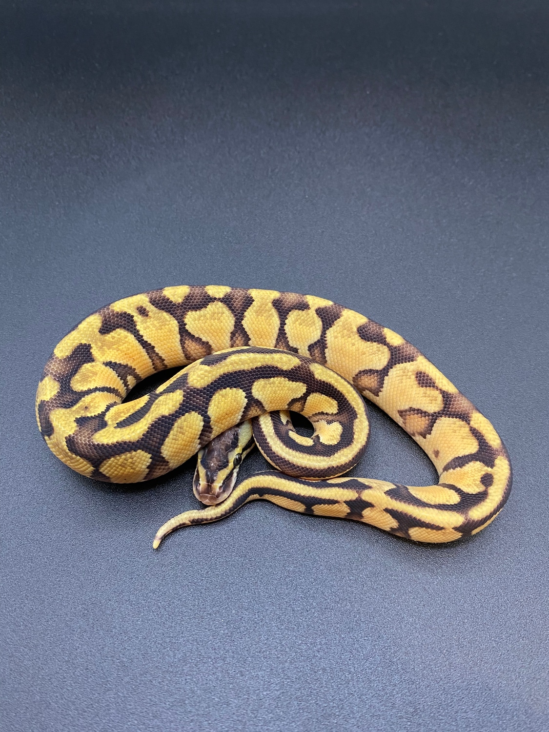 Citrus Pastel Enchi Specter Or Asphalt Ball Python by Easy Day Morphs ...