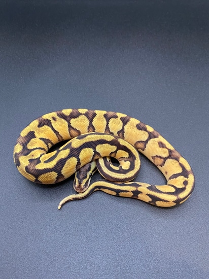 Citrus Pastel Enchi Specter Or Asphalt Ball Python by Easy Day Morphs