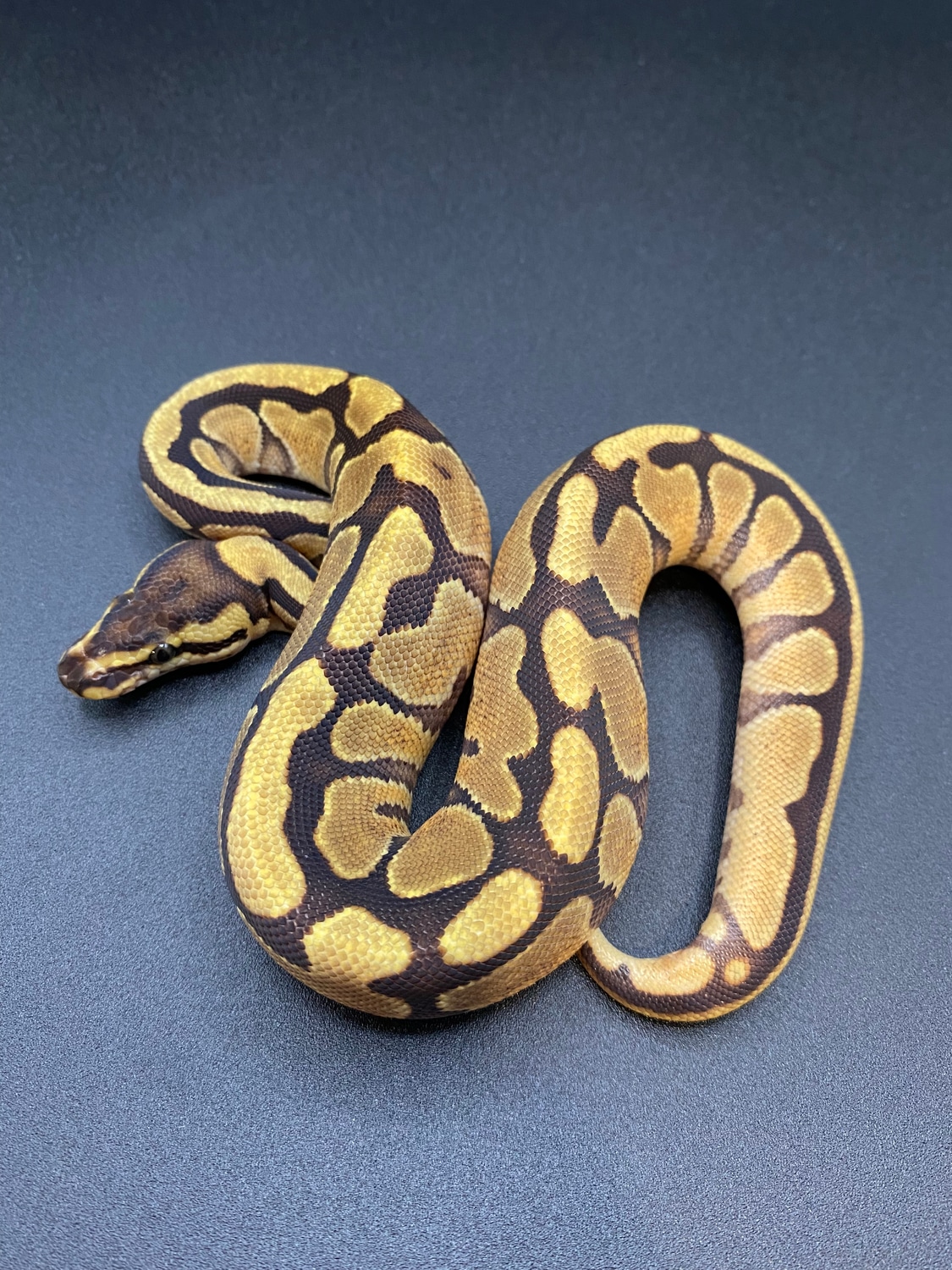 Enchi Specter Or Asphalt Ball Python by Easy Day Morphs - MorphMarket
