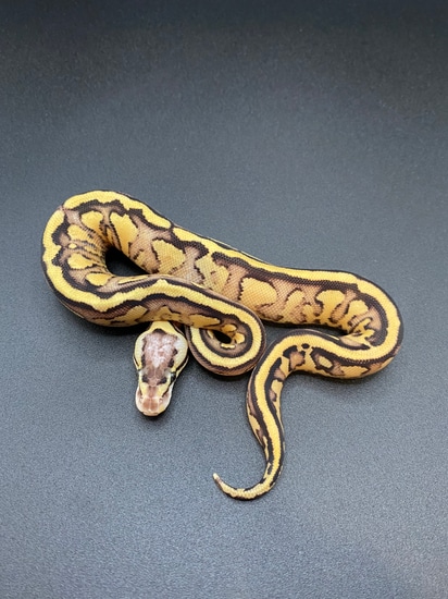 Citrus Pastel Parkway Ball Python by Easy Day Morphs
