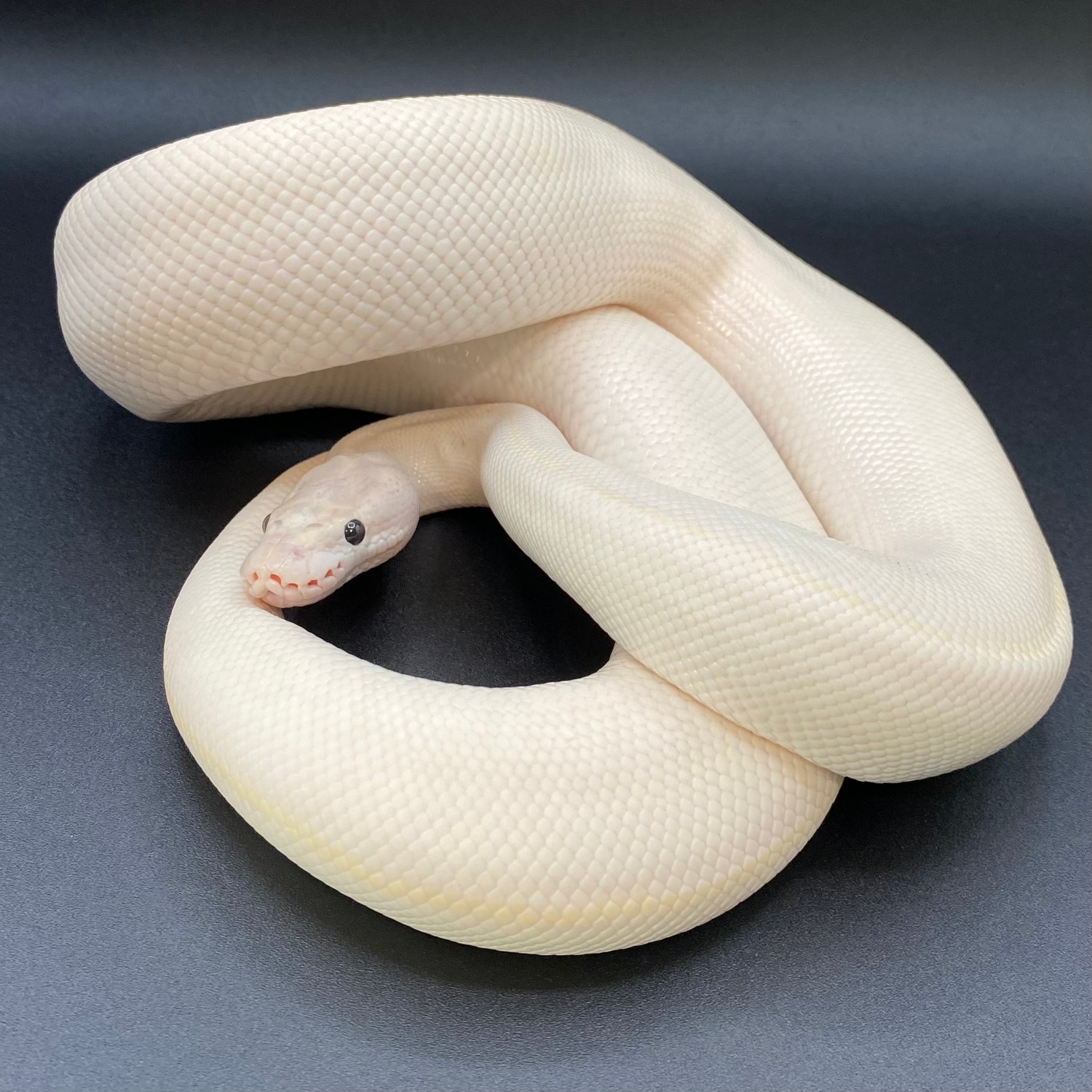 Ivory Het DG Ball Python by Easy Day Morphs - MorphMarket