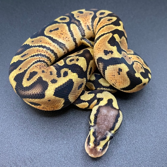 Citrus Pastel Het Clown Ball Python by Easy Day Morphs