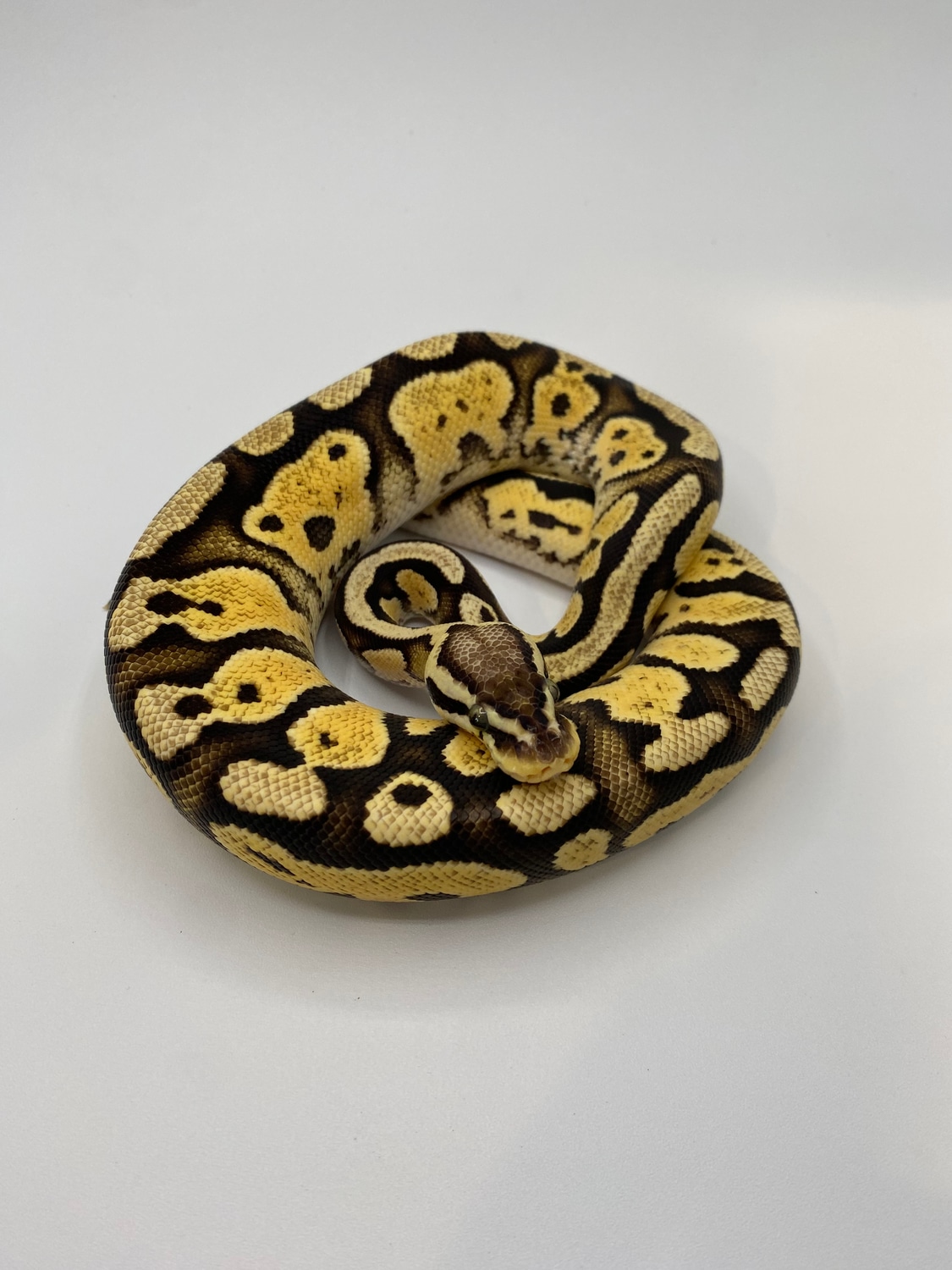(F) Firefly DH Clown And Piebald Ball Python by Easy Day Morphs ...
