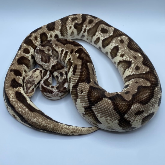 Leopard, Fire, Pastel Het Clown Ball Python by Easy Day Morphs