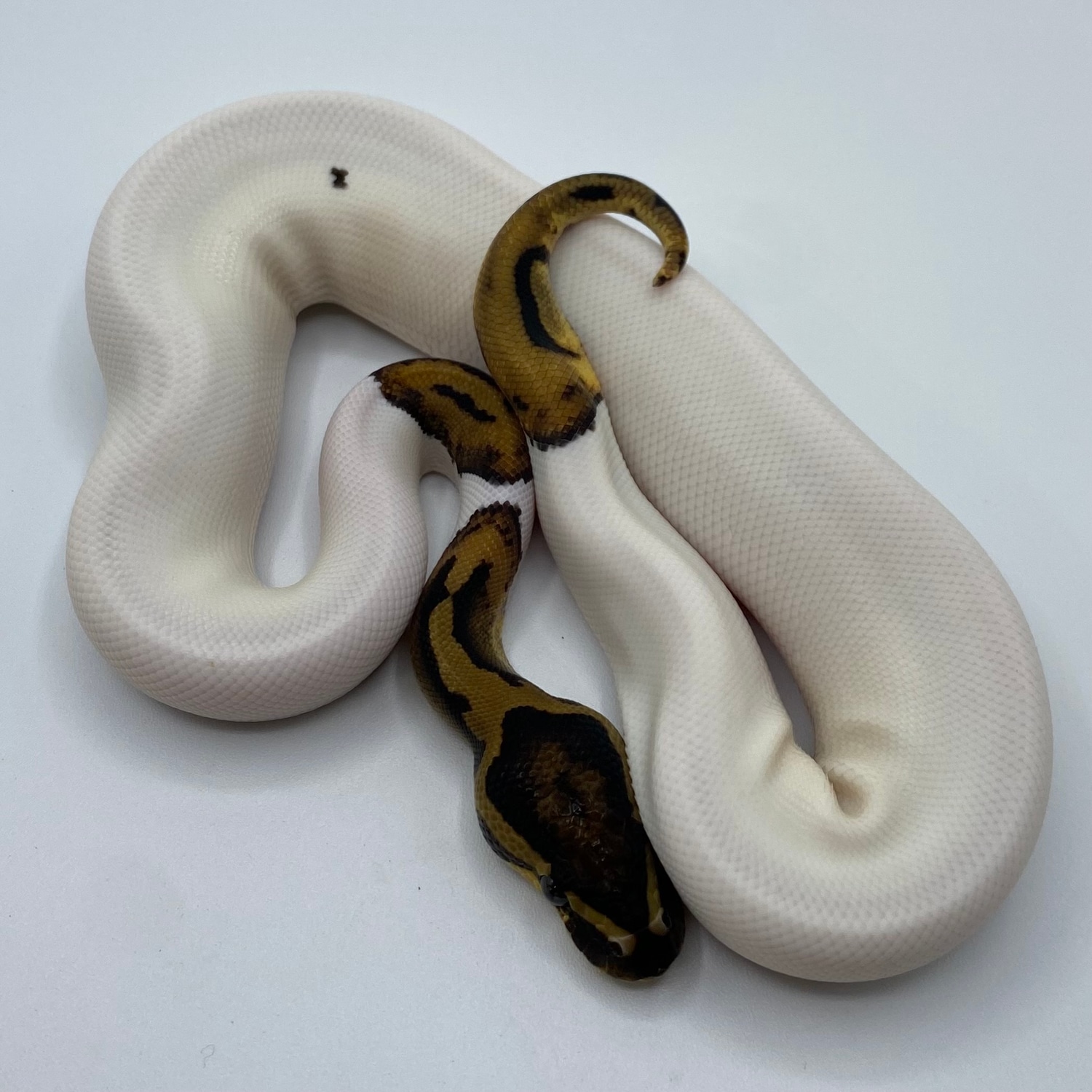 Piebald, Het Axanthic VPI, Pos Het Albino Ball Python by Easy Day ...