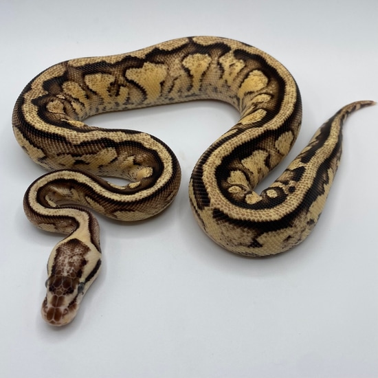 (F) Citrus Pastel, Parkway Pos Enchi Ball Python by Easy Day Morphs