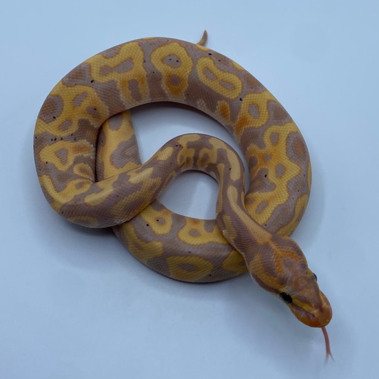 Leopard, Banana (Female Maker),Pastel, Het Clown, Pos Het Piebald Ball ...