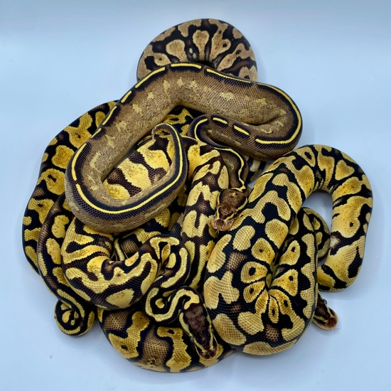 Enchi, Citrus Pastel, Asphalt, Yellow Belly Ball Python by Easy Day Morphs