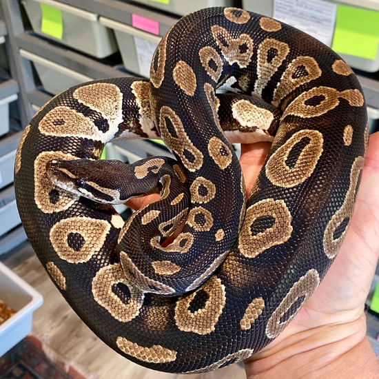 Black Pastel Ball Python by Easy Day Morphs