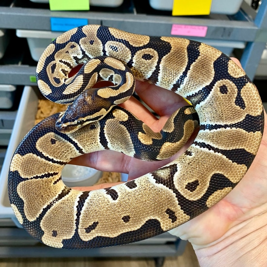 Fire Or Vanilla Het Clown Ball Python by Easy Day Morphs