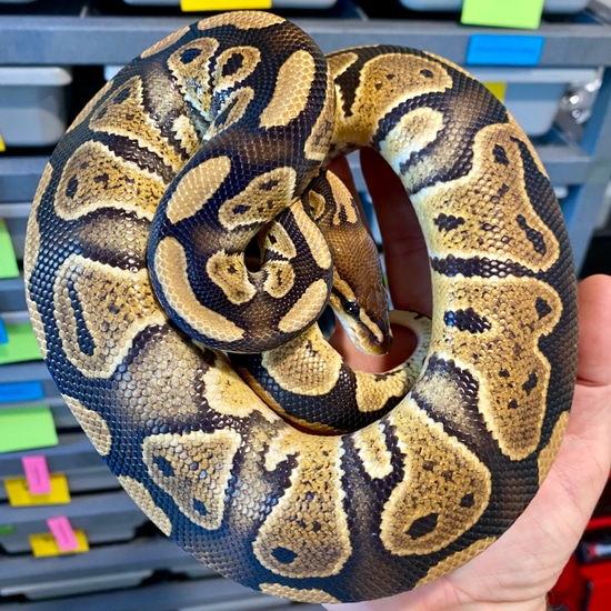 Wookie, Het Clown Ball Python by Easy Day Morphs