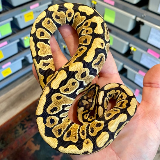 Spotnose, Het Clown Ball Python by Easy Day Morphs