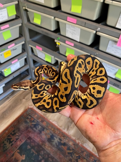 Leopard, Pastel, Het Clown Ball Python by Easy Day Morphs