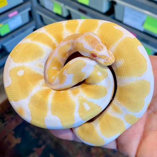 Albino, 66% Het Piebald, 66% Het Axanthic VPI Ball Python by Easy Day ...