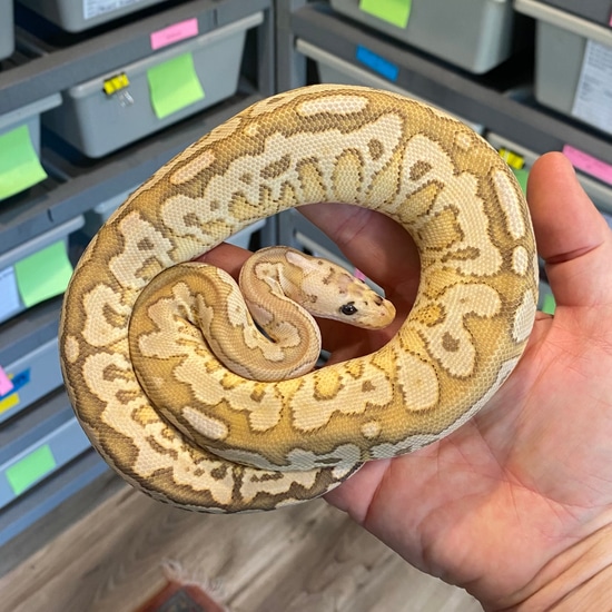 Russo, Spotnose, Clown Pos Yb Ball Python by Easy Day Morphs