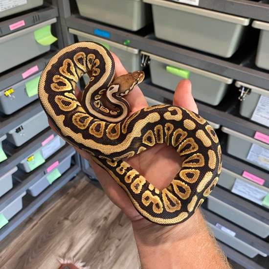 Spotnose, Black Pastel, Het Clown Ball Python by Easy Day Morphs