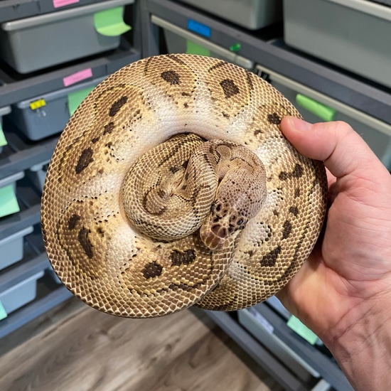 Bongo, Clown, Pastel Ball Python by Easy Day Morphs
