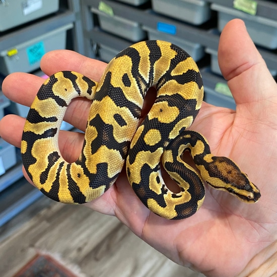 OD, Fire, Crypton, 50% Het Hypo Ball Python by Easy Day Morphs