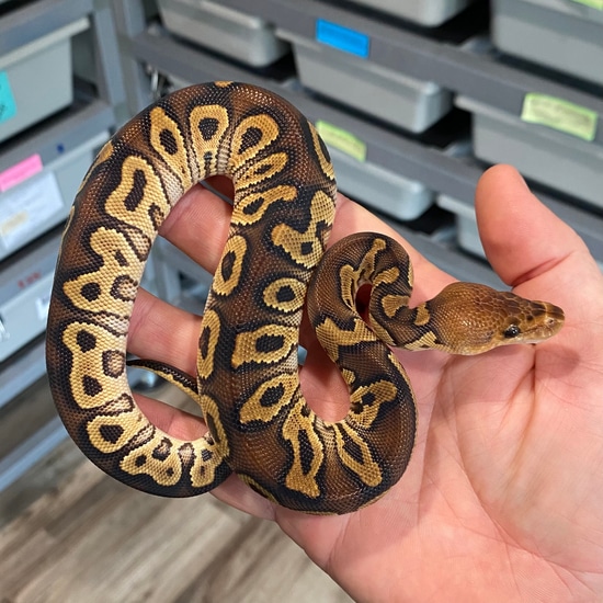 Cypress, Clown Ball Python by Easy Day Morphs