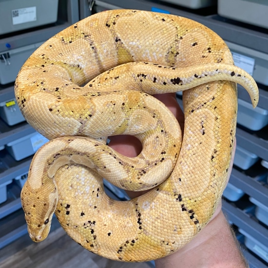 ♂️ Banana, Calico, Lace Black Back Breeder Ball Python by J&E Exotics
