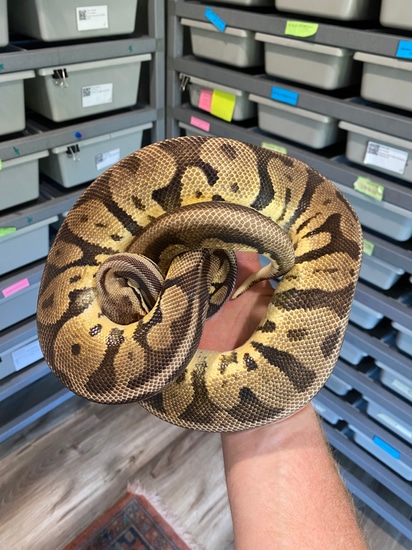 Leopard, Firefly, Het Clown Ball Python by Easy Day Morphs