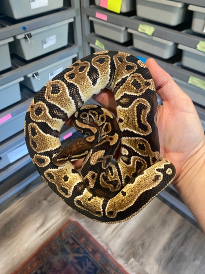 Hurricane, Het Dg Ball Python by Easy Day Morphs