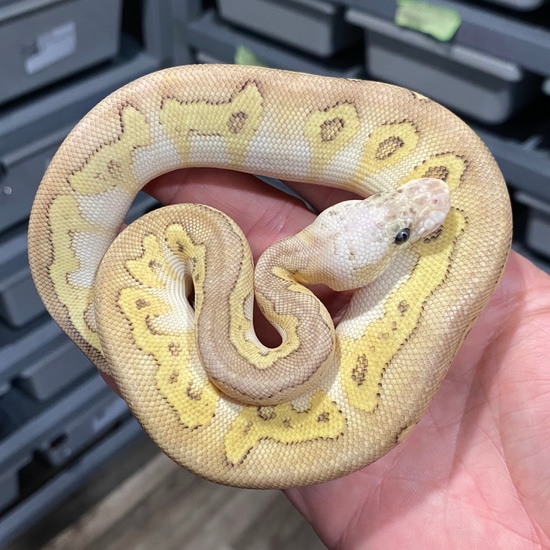 Clown, Wookie, Butter, Pastel (Leopard) Ball Python by Easy Day Morphs