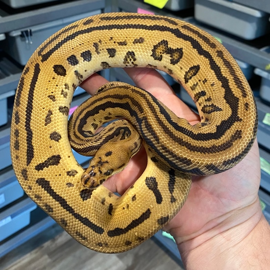 RTB 1.0 Redhead, Batman Ball Python by Easy Day Morphs