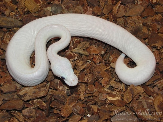Super Lesser Ball Python by Rustys-balls