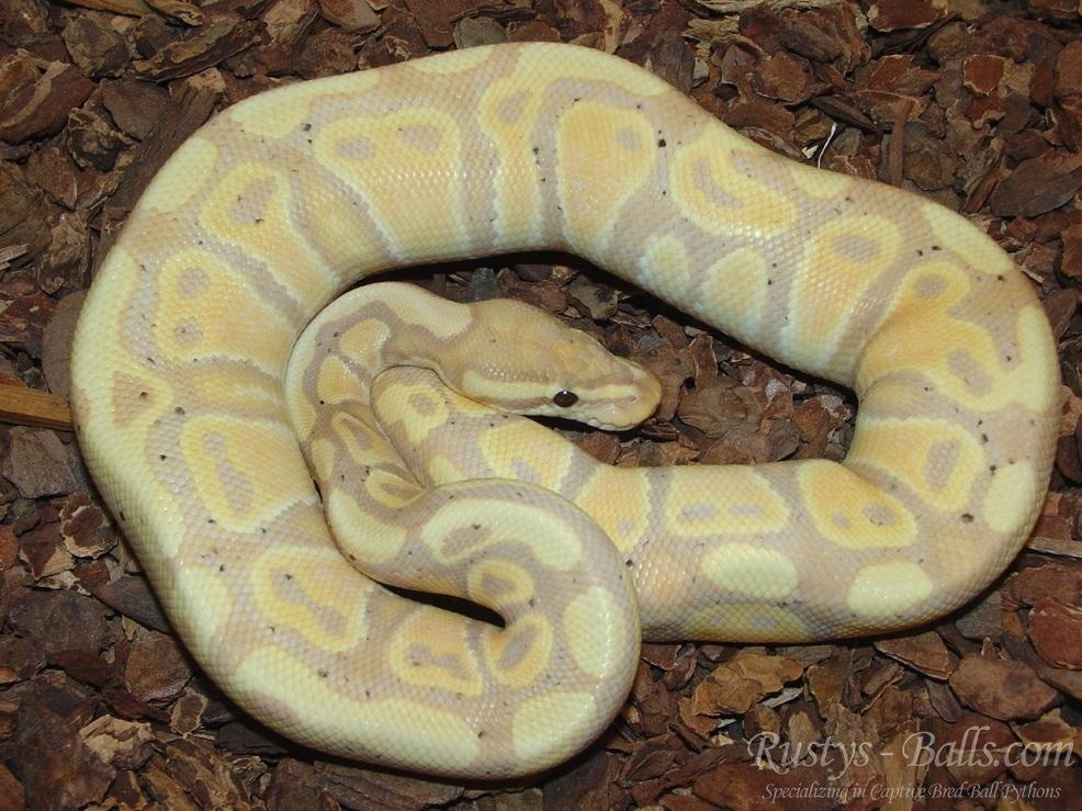 Banana 100% Het Clown Ball Python by Rustys-balls - MorphMarket
