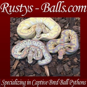 Rustys-balls.com - MorphMarket