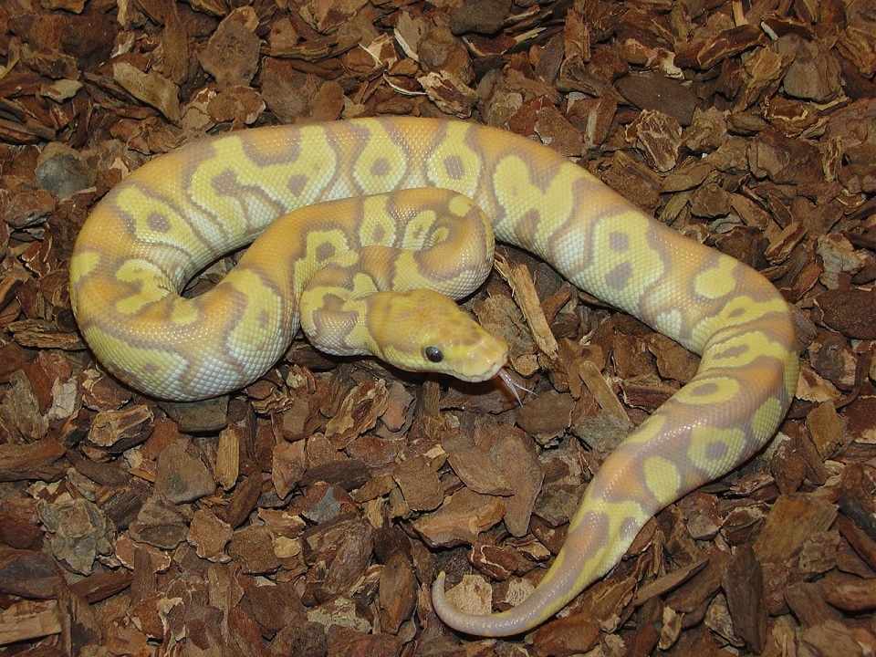 Banana Mojave Clown 66% Het Hypo Ball Python by Rustys-balls - MorphMarket