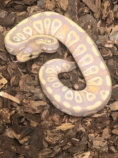 Banana Mojave Ball Python by Rustys-balls