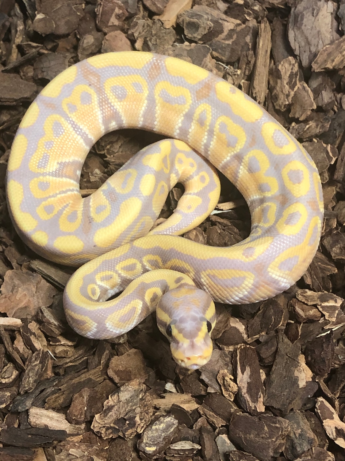 Banana Het Clown Ball Python by Rustys-balls - MorphMarket
