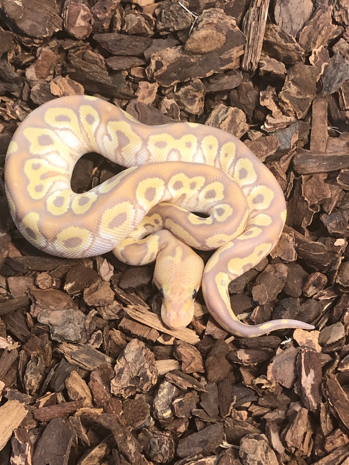 Banana Mojave Clown 50% Het Hypo Ball Python by Rustys-balls - MorphMarket