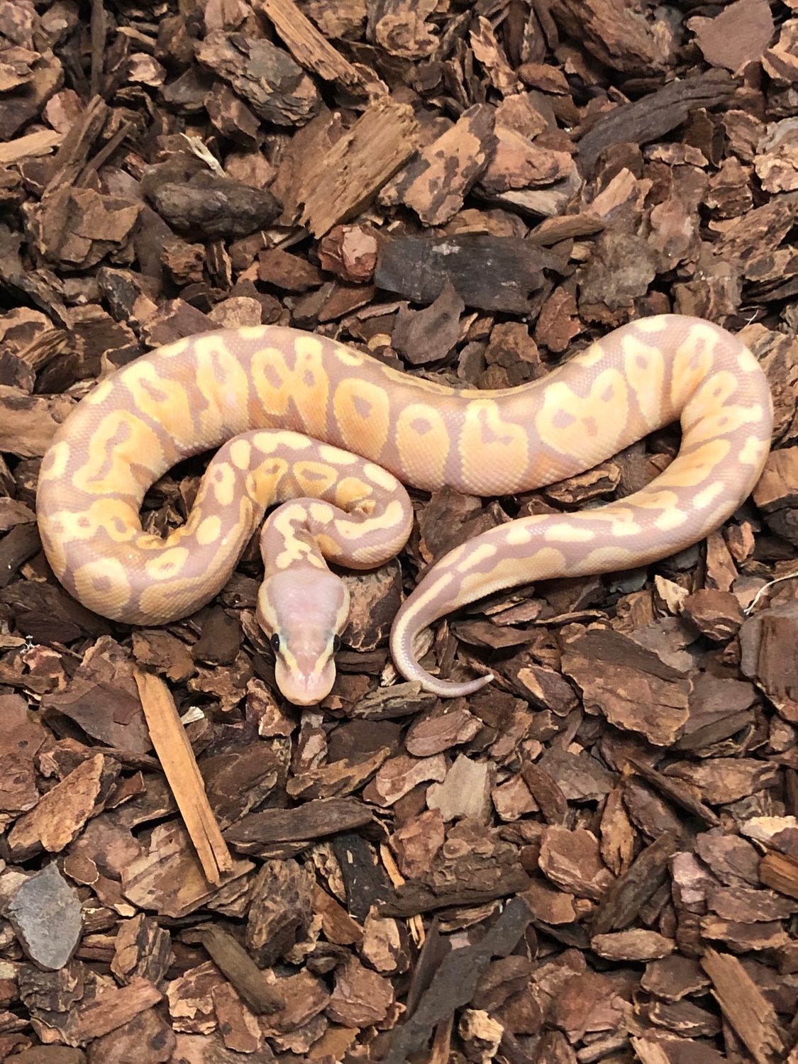 Banana Ball Python by Rustys-balls - MorphMarket