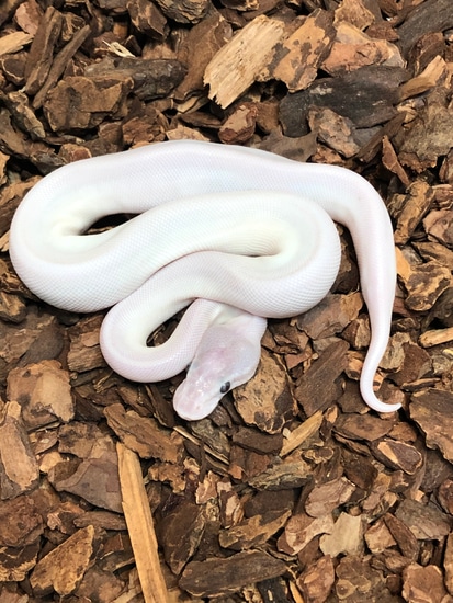 Super Mojave Ball Python by Rustys-balls